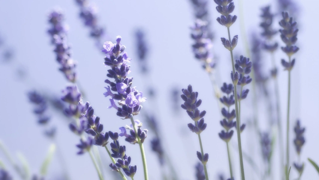 8 sacred plants associated with angelic protection