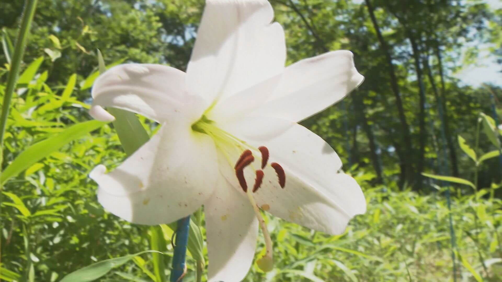希少「ササユリの花」特別公開 備北丘陵公園 広島・庄原市