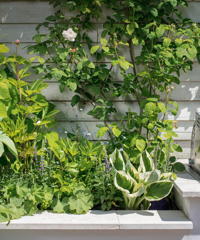 7 container plants that thrive in north-facing gardens – and bring ...