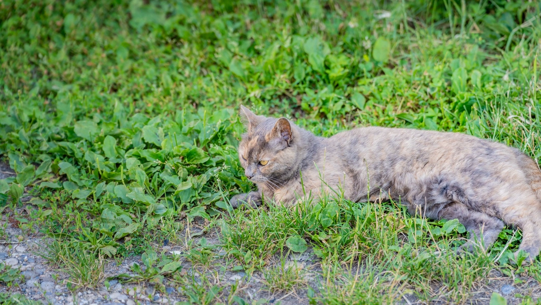 9 behavioral signs of grief and distress in cats