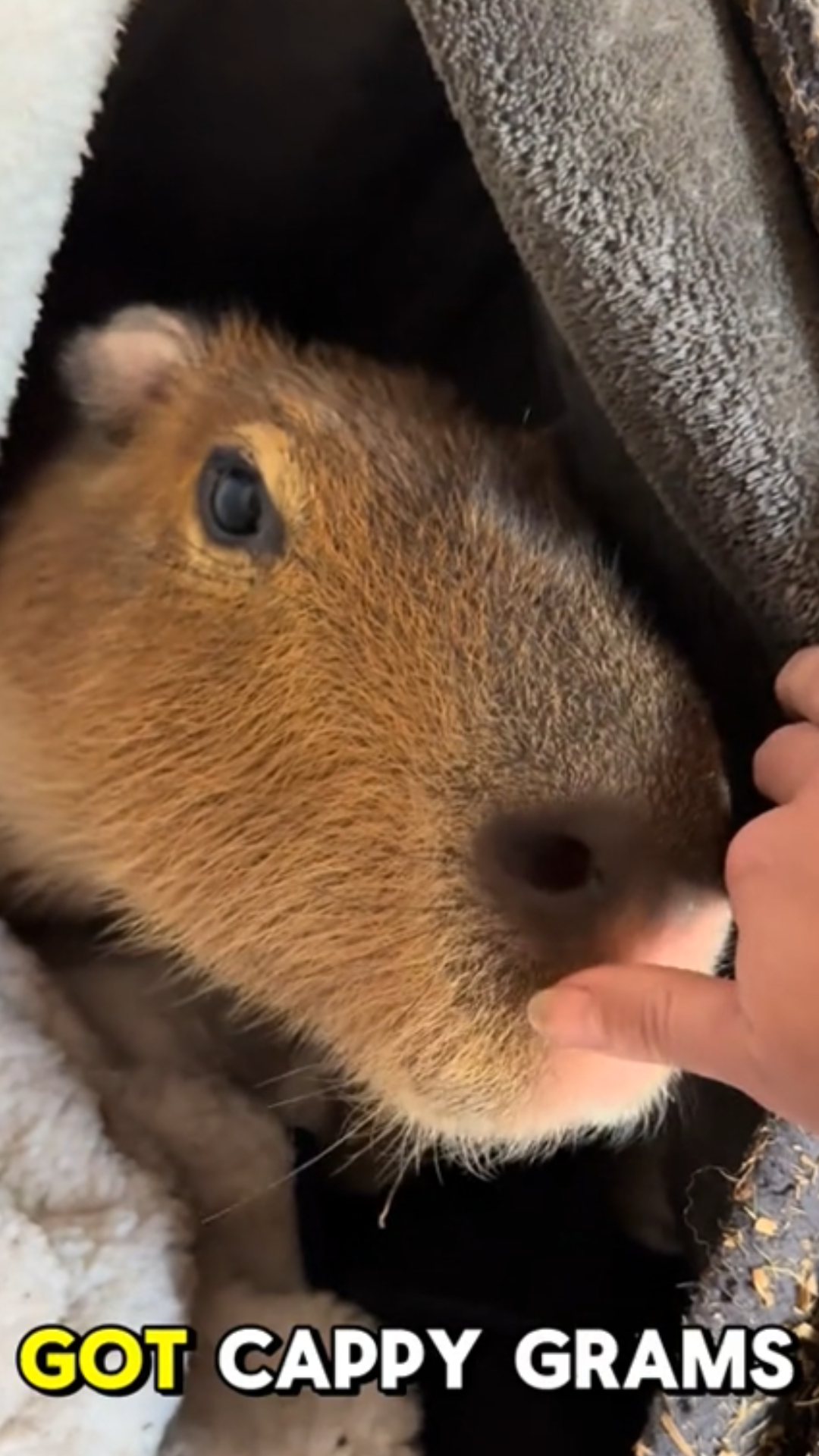 Behind the scenes of capybara care and playful fun