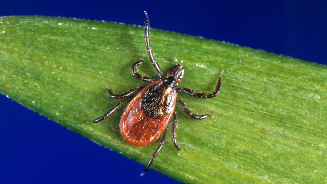 Recognizing and preventing Lyme disease from tick bites