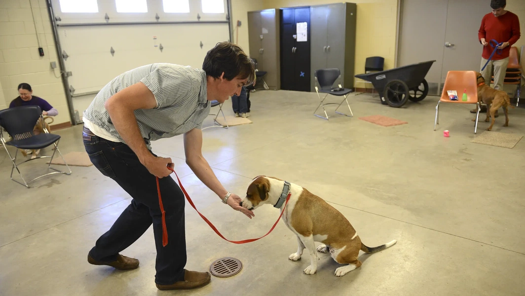16 key skills and habits for a well-trained dog