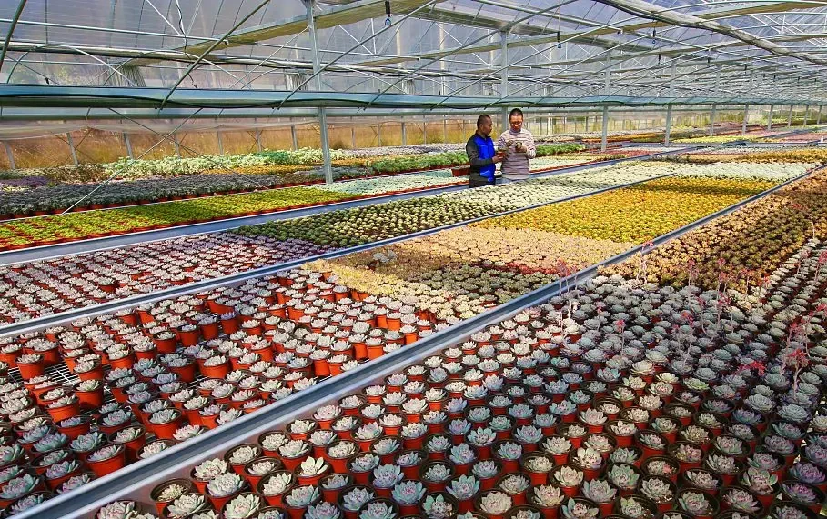 Succulent care made simple for happy plants