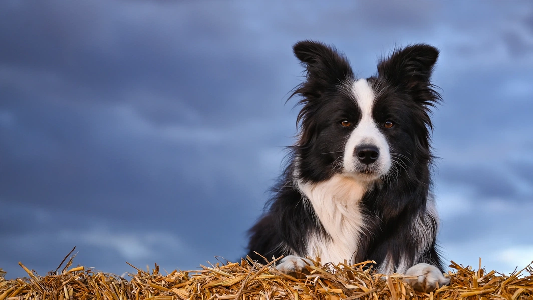 13 dog breeds prone to separation anxiety