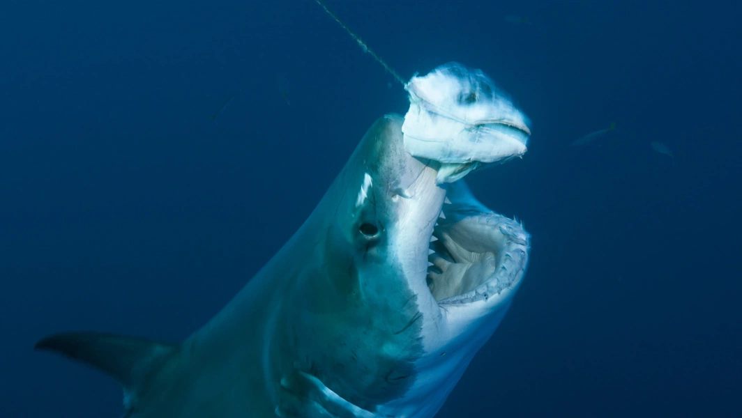 12 stunning underwater wildlife and seascape moments