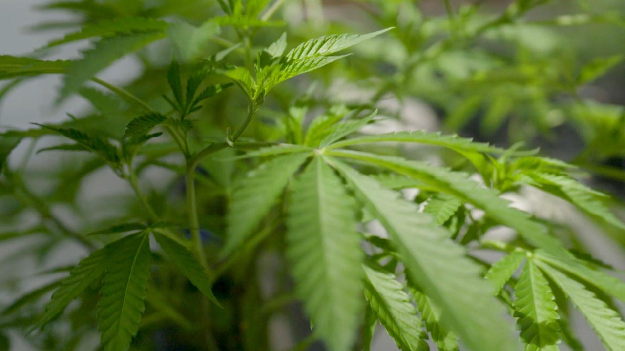 Recording reveals concerns over illegal activity in state's marijuana ...