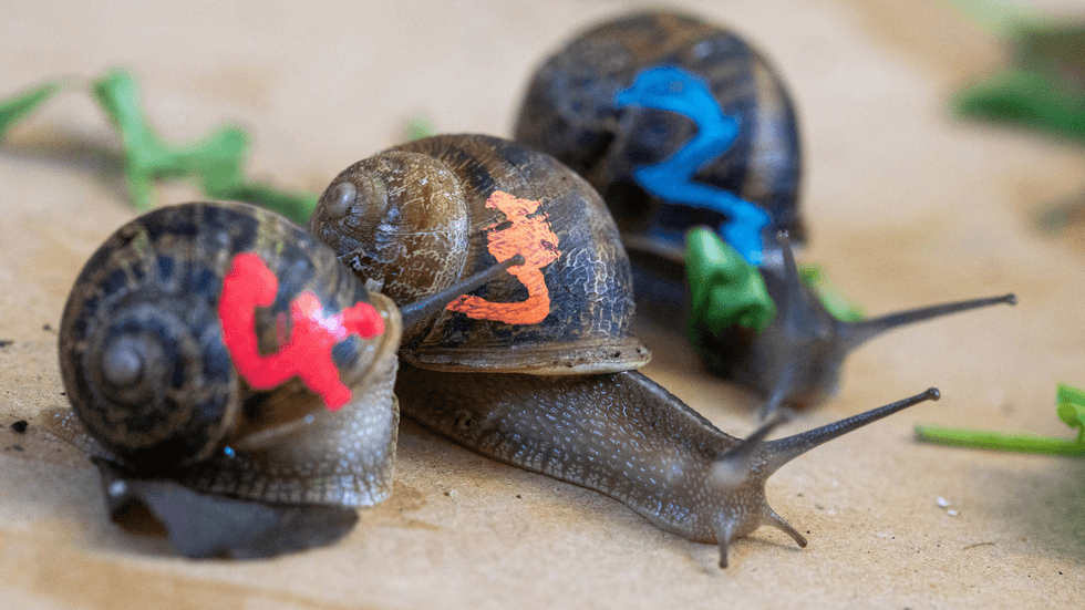 Council killjoys scrap children's snail race after animal rights ...