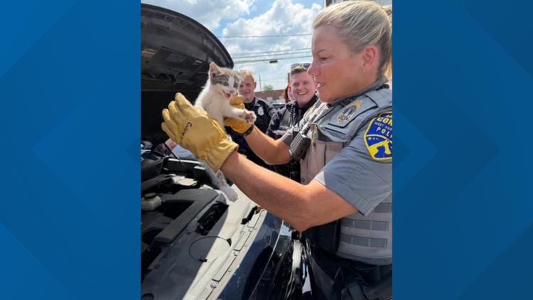 Kitten rescued from car engine in West Hartford