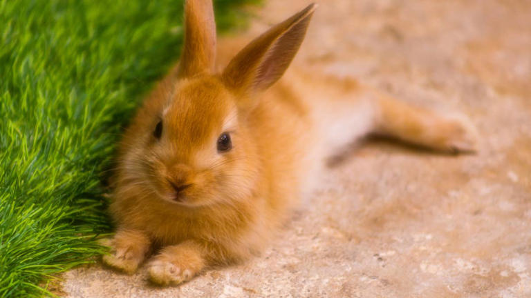 Precious baby bunny has the best beauty routine, and we’re all jealous
