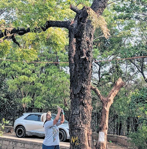 Citizens map 672 trees at KBR Park to create database