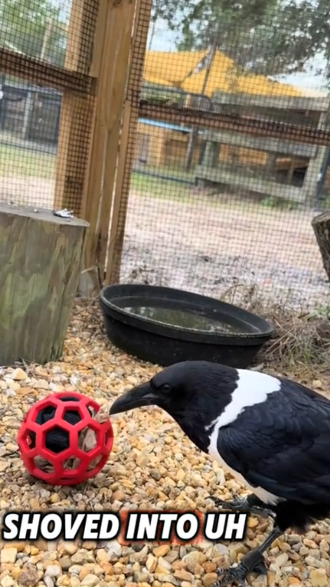 African pied crow Trixie shows clever and fun behavior