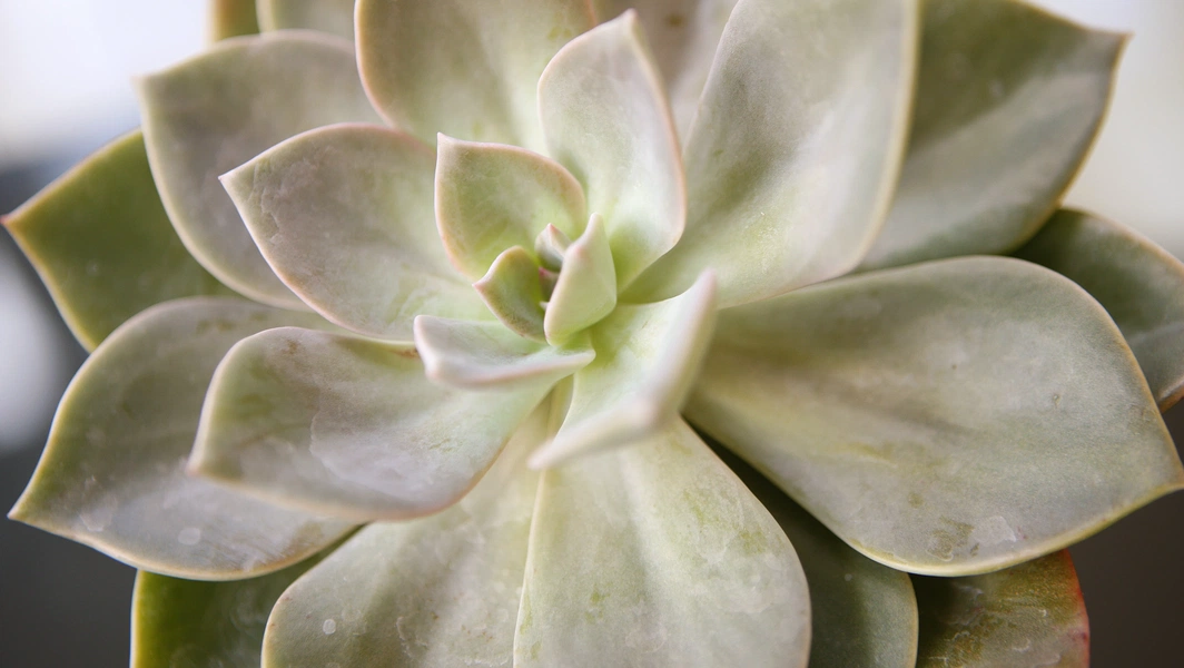 Succulent care made simple for happy plants