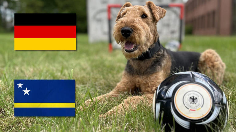 Deutschland gegen Curaçao: So sagt TAH-Verlagshündin Yuna das Spiel voraus
