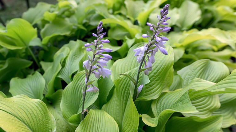 7 container plants that thrive in north-facing gardens – and bring ...