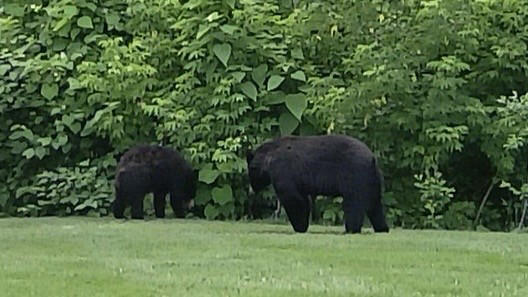 Photos: What are these bears doing in Bloomfield?