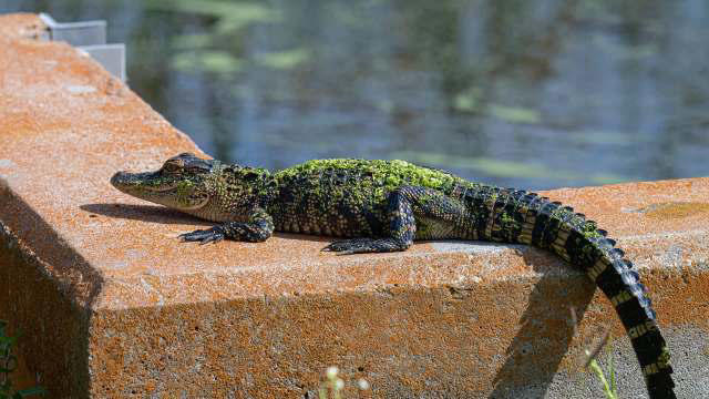 2-foot alligator that escaped from Indiana animal show has neighbors on ...