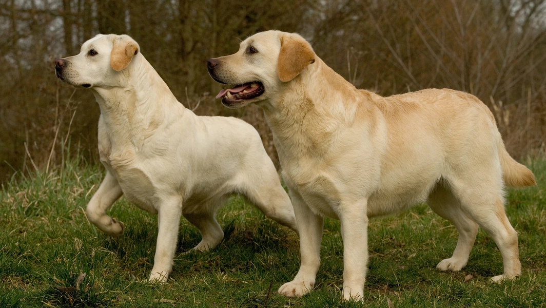 12 loyal dog breeds that stay by your side