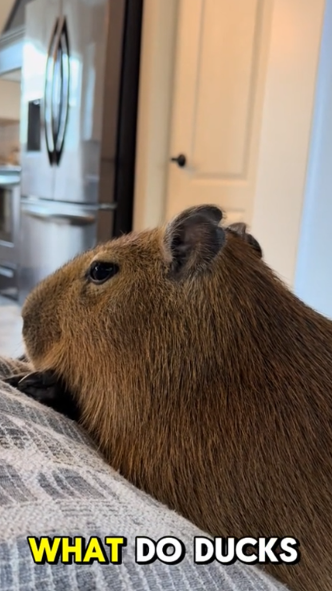 How this capybara steals the spotlight with humor