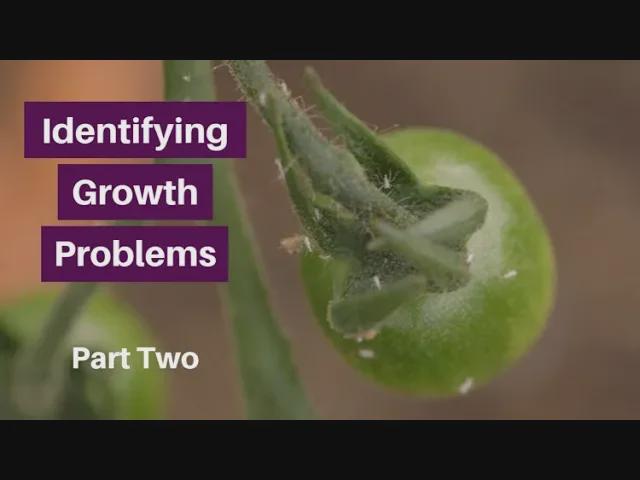 Problem solver part two. Aphids, tomato leaf roll, leaf miner, late ...