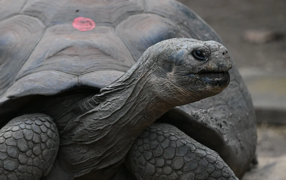 Council reveals zoo lacked licence as tortoise survives fire
