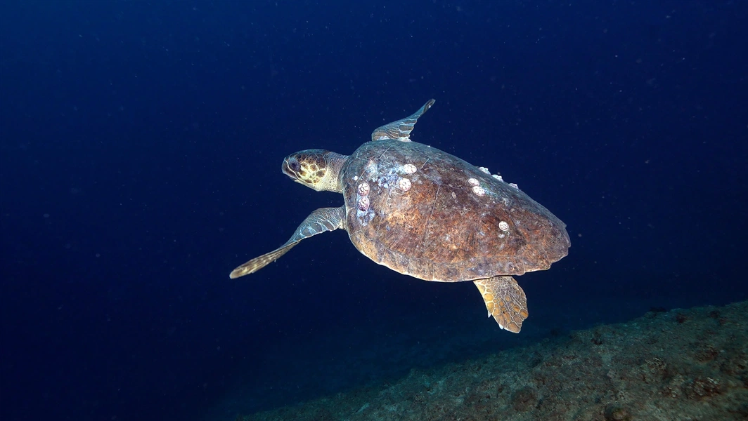 12 stunning underwater wildlife and seascape moments