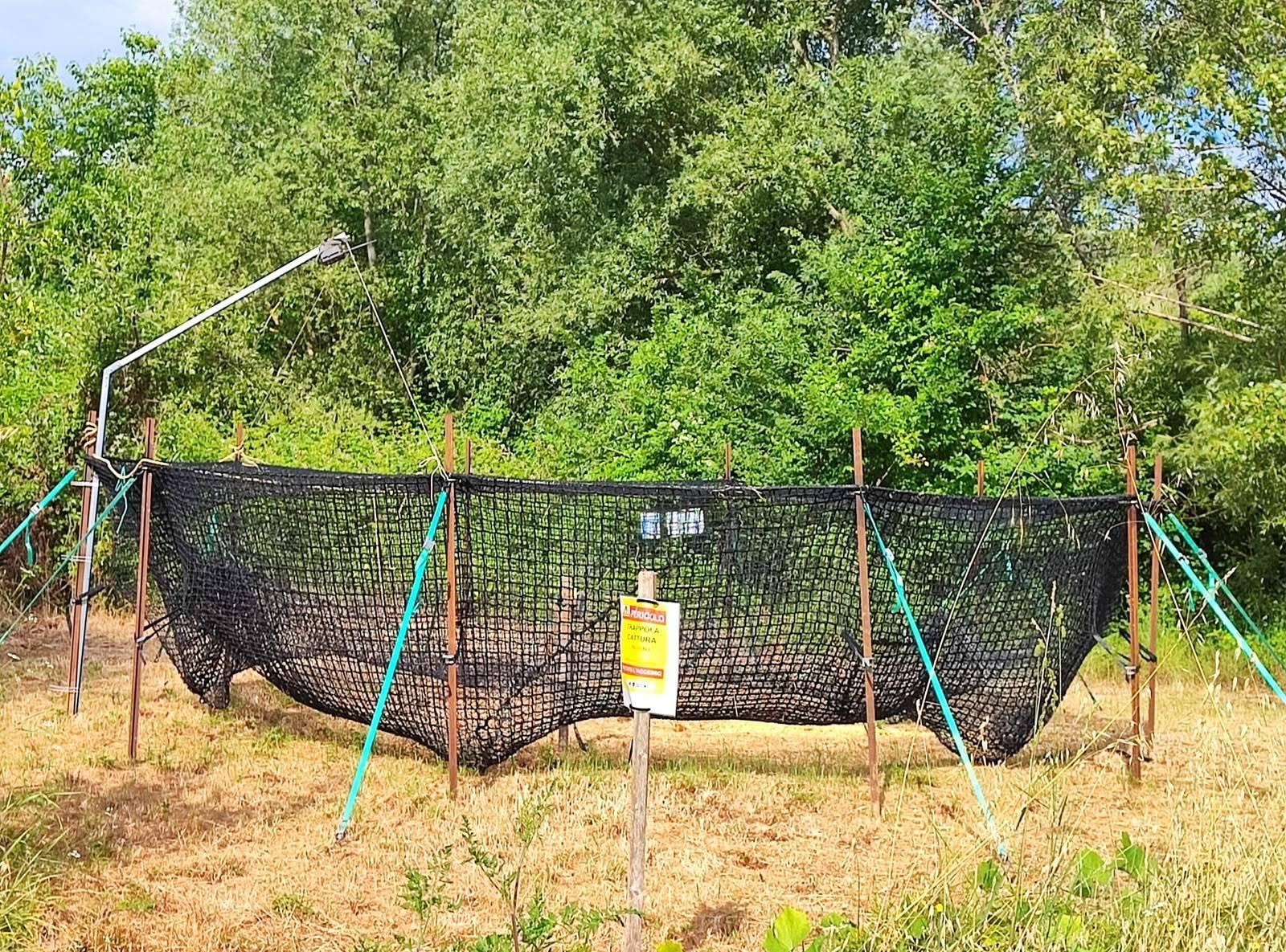 Ecco la trappola per i cinghiali: "Ora fermatevi, non uccidete quella ...
