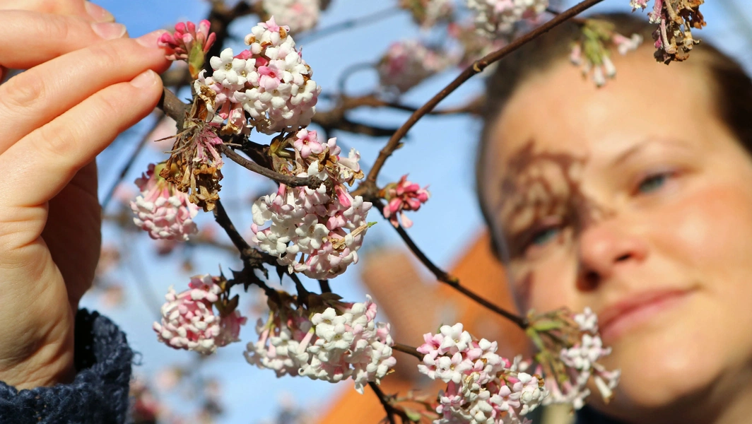 5 fragrant shrubs rivaling hydrangeas