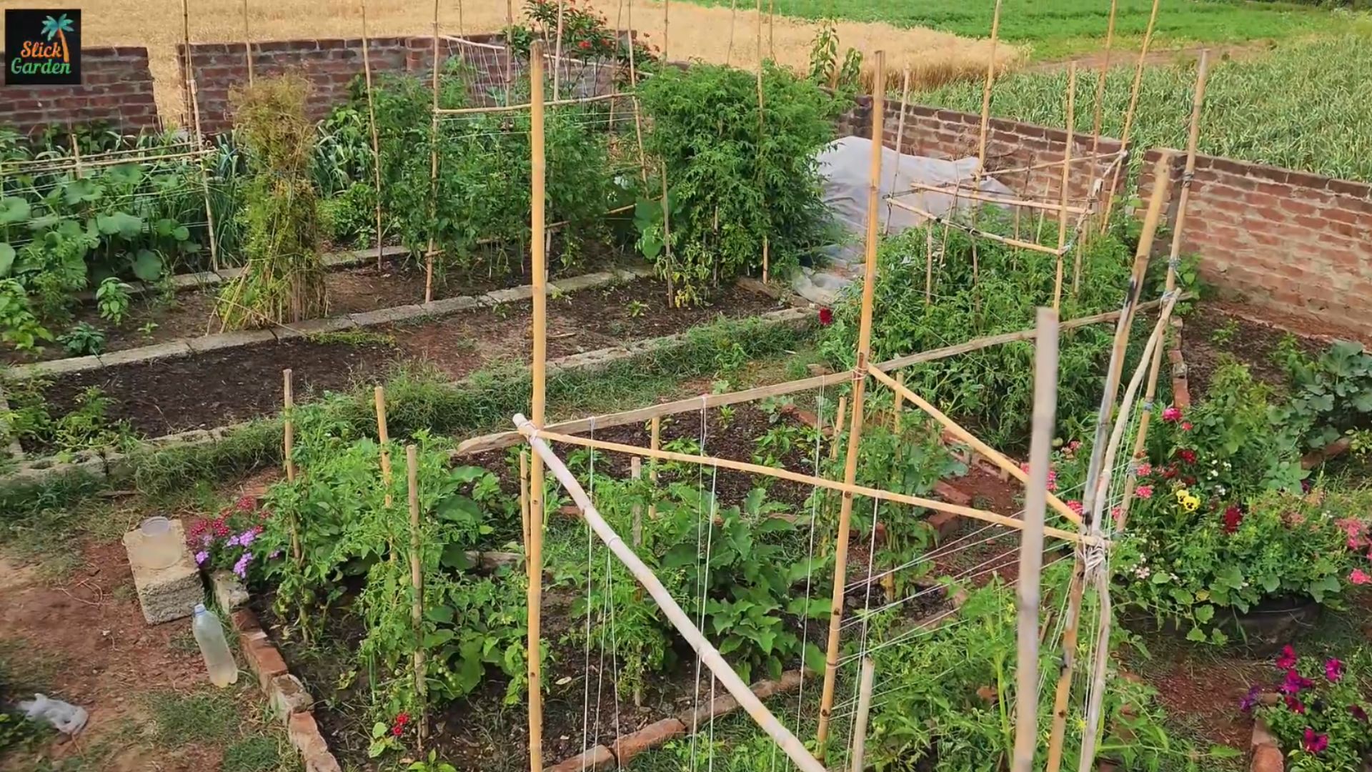 How to make DIY banana peel fertilizer for tomatoes & more