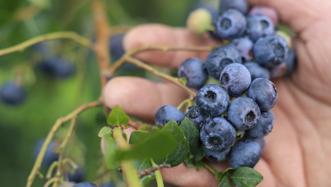 Unpacking blueberry facts and misconceptions