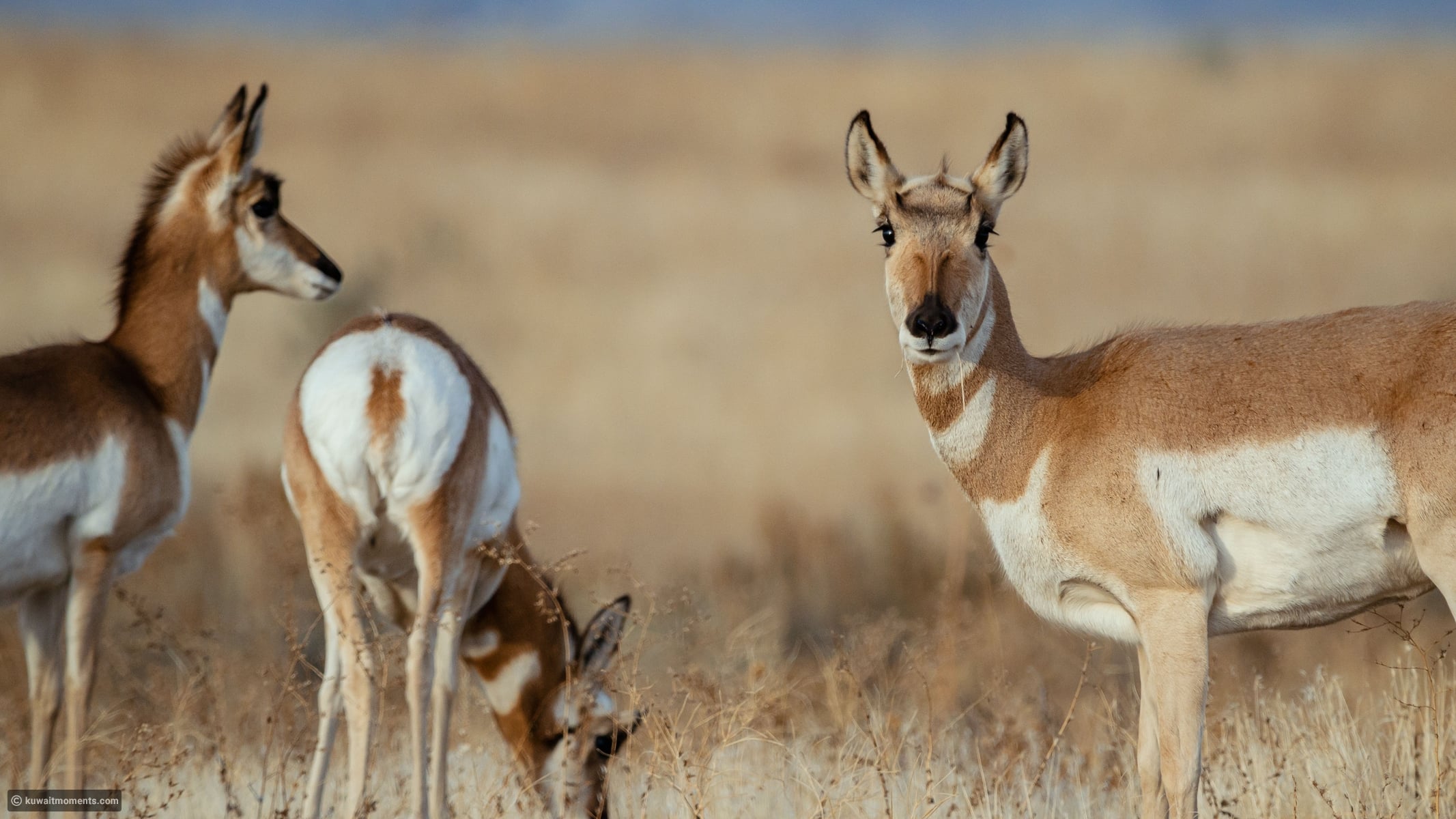 12 of the most beautiful wild animals in the US