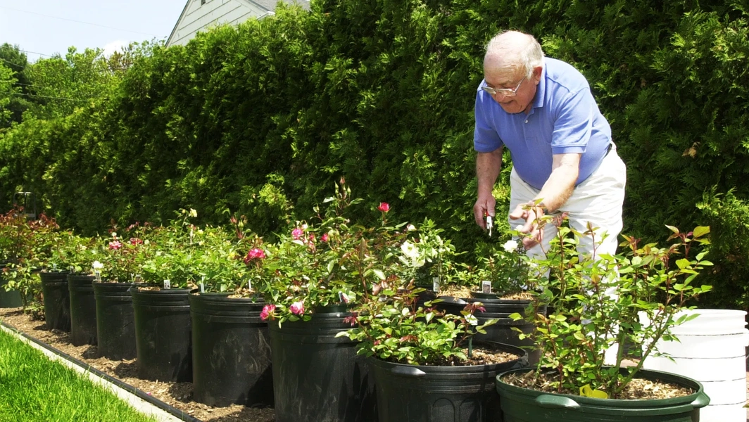 Small space roses that bloom beautifully