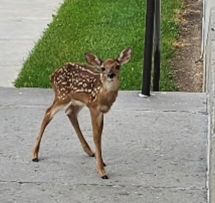 Fawn found resting at Ontario County Courthouse