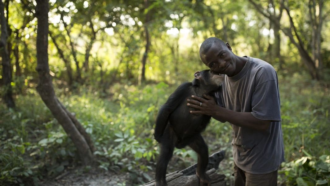 Rescued chimp Farah thrives years after poaching ordeal