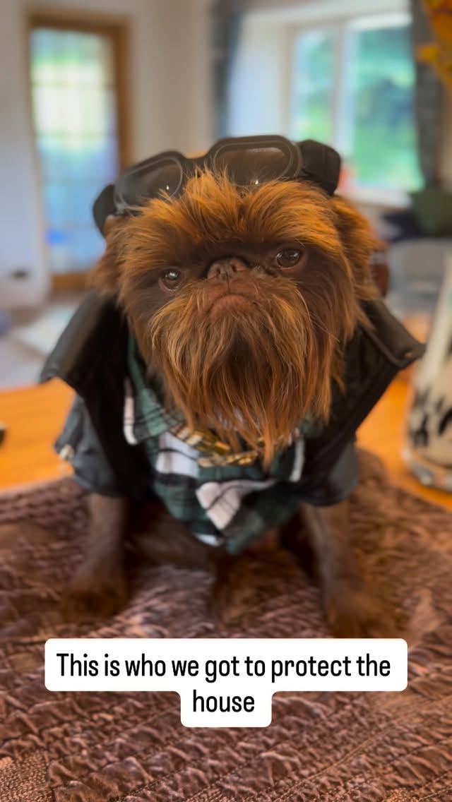Funny dog trend at home