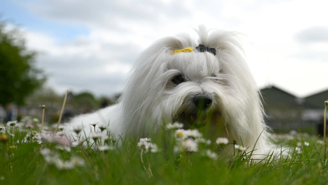 Coton de Tulear care tips for a happy long life