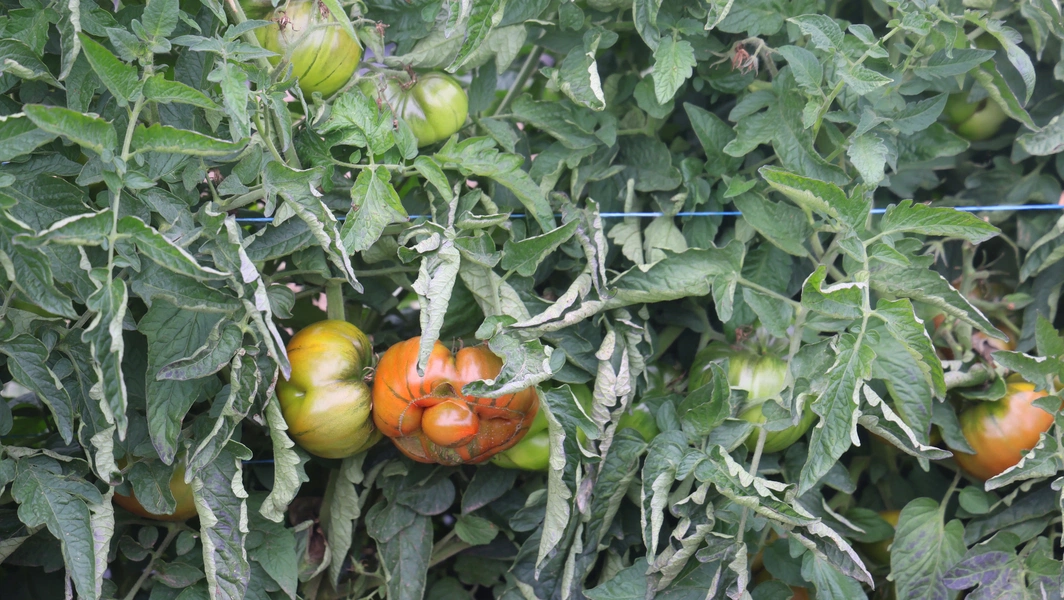 How to diagnose and save sick tomato plants
