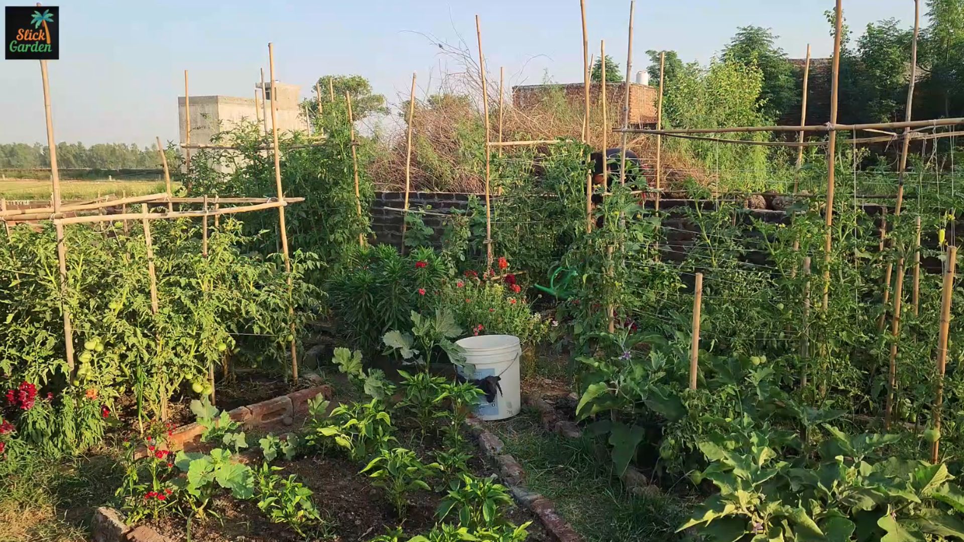 DIY organic liquid fertilizer: Boost growth for tomatoes, cucumbers & more!
