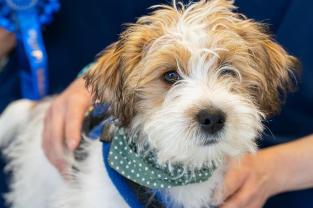 York veterinary practice launches puppy pre-school classes