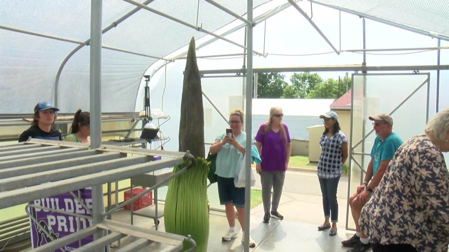 Corpse flower set to bloom any moment at Kansas college