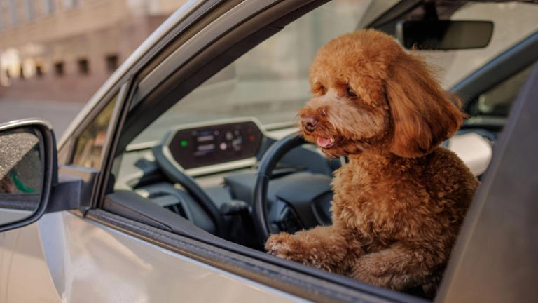 Woman accused of killing pensioner points the finger at her dog