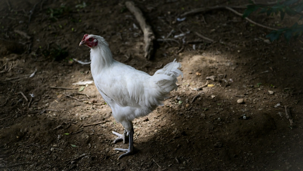 Shifting meat consumption and its global impacts