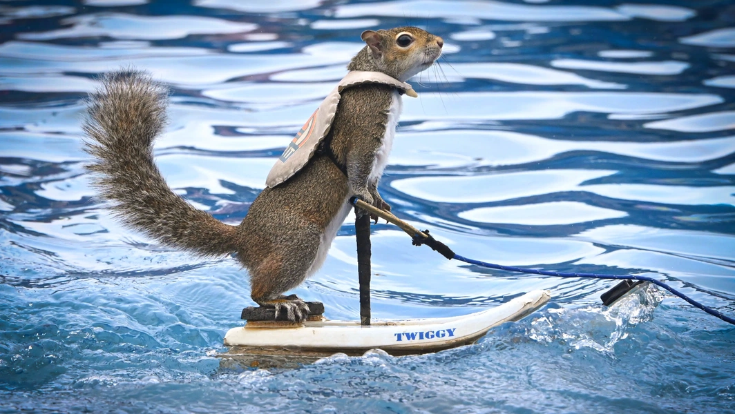 10 perfectly timed and playful animal moments