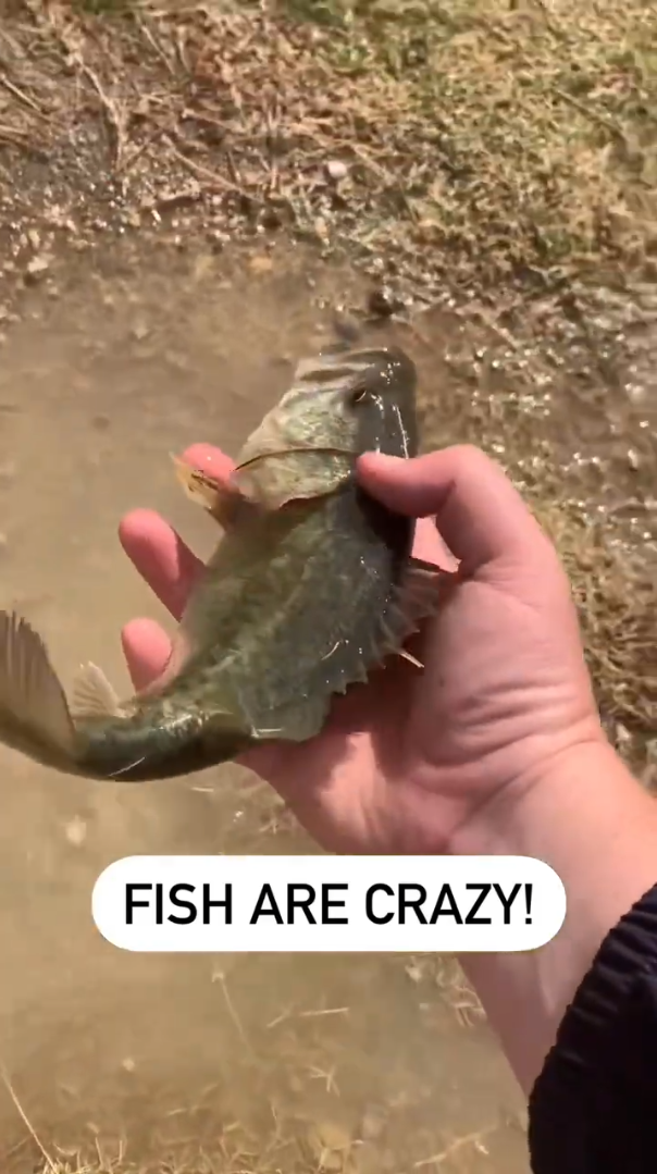 How did this fish end up in a puddle? Nature always surprises us