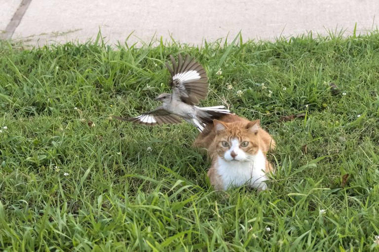 Cat owners urged by David Attenborough to make 1 simple change immediately