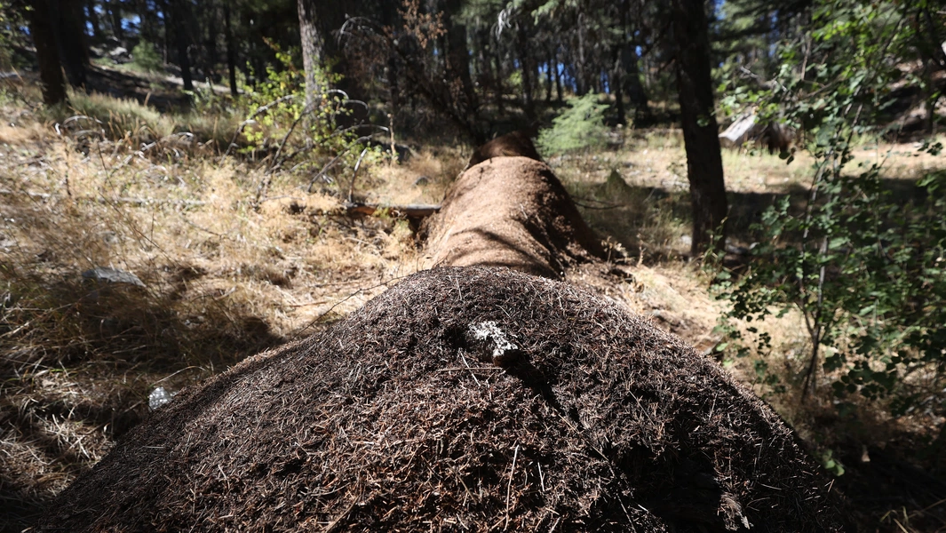 Natural methods to remove and deter ants