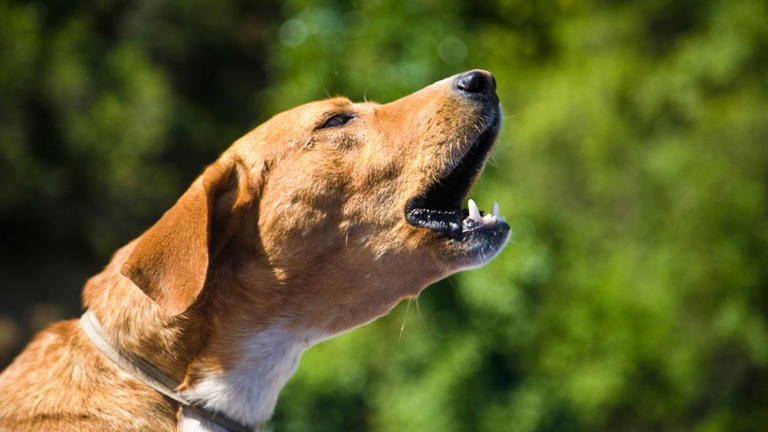 When your dog won’t stop barking: What their voice is really trying to ...