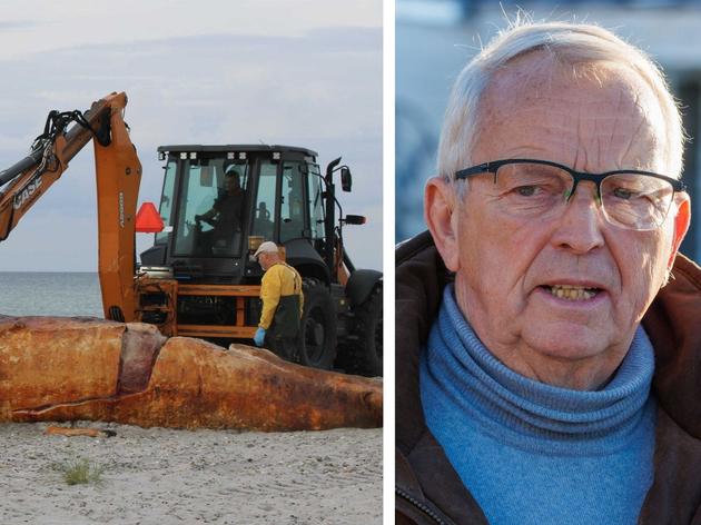Trackerdaten von Buckelwal „Timmy“: Minister Backhaus nennt Todesdatum
