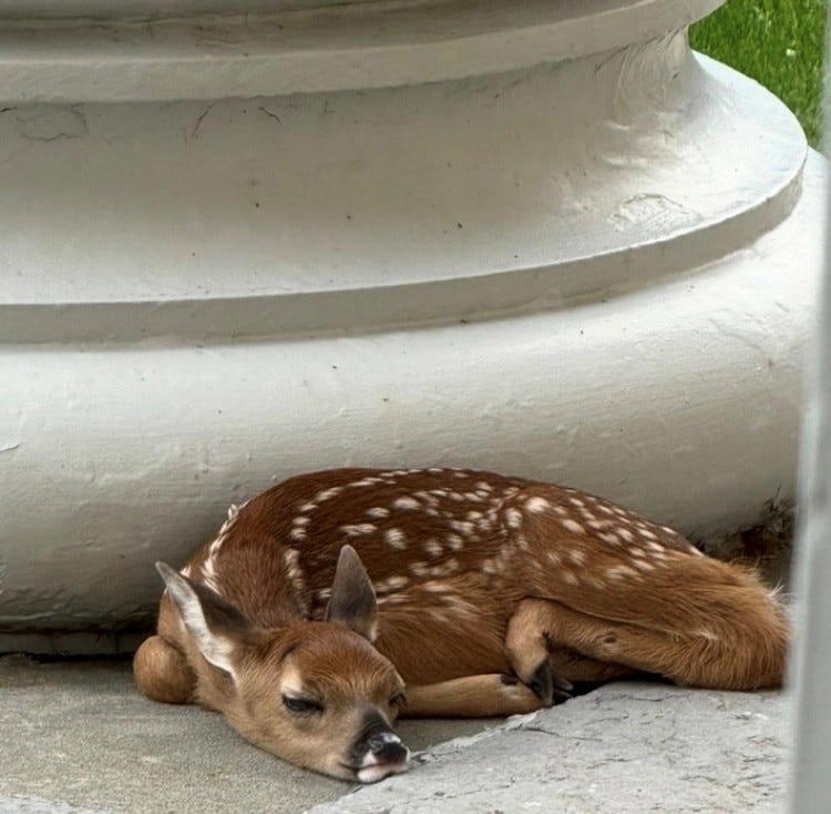 Fawn found resting at Ontario County Courthouse