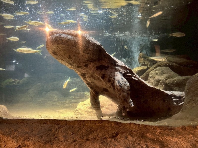Laser-eyed salamander captivates social media after chance photo at ...